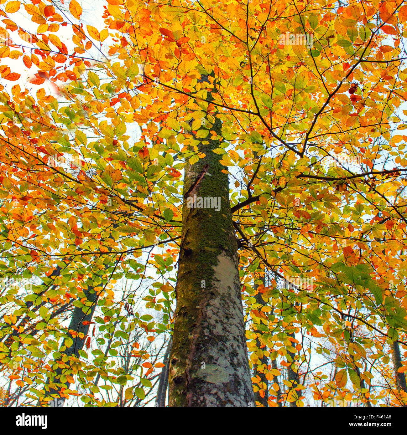 Beautiful autumn forest Stock Photo - Alamy