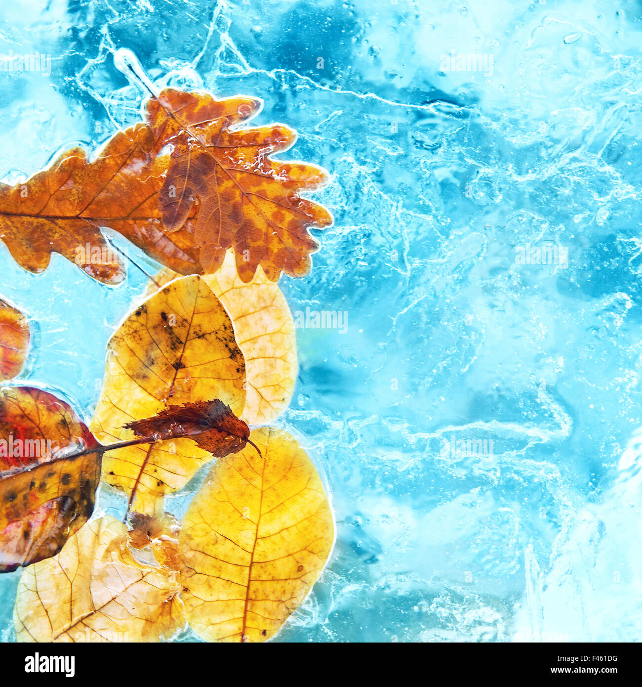 Fallen autumn leaves in the blue ice Stock Photo - Alamy