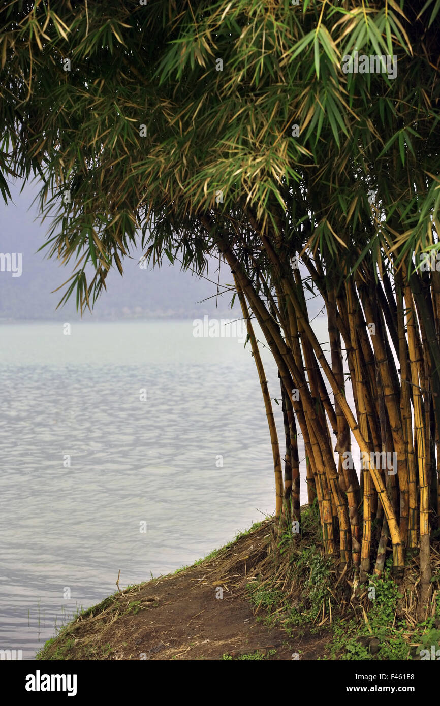 Water bamboo shoot hi-res stock photography and images - Alamy