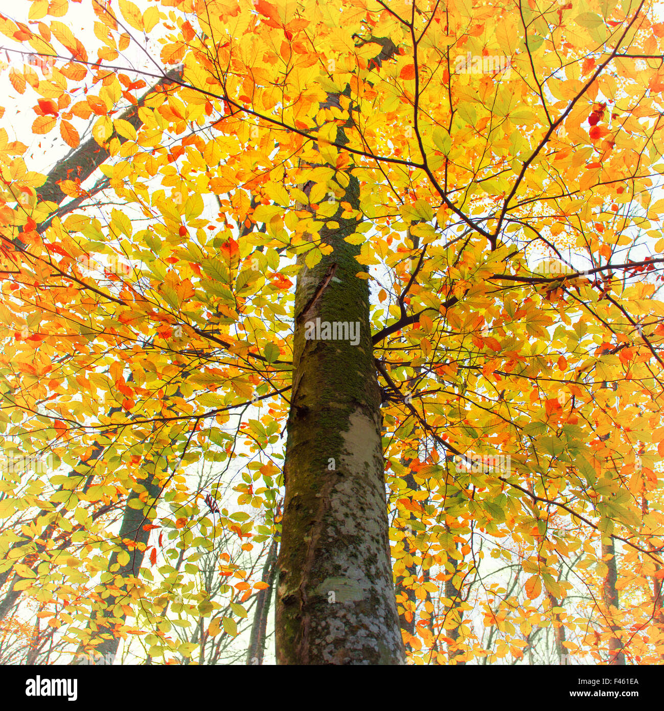 Beautiful autumn forest Stock Photo - Alamy