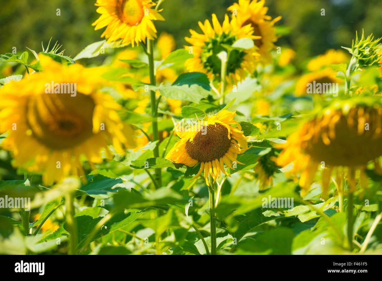 Field of yellow sunflowers hi-res stock photography and images - Alamy