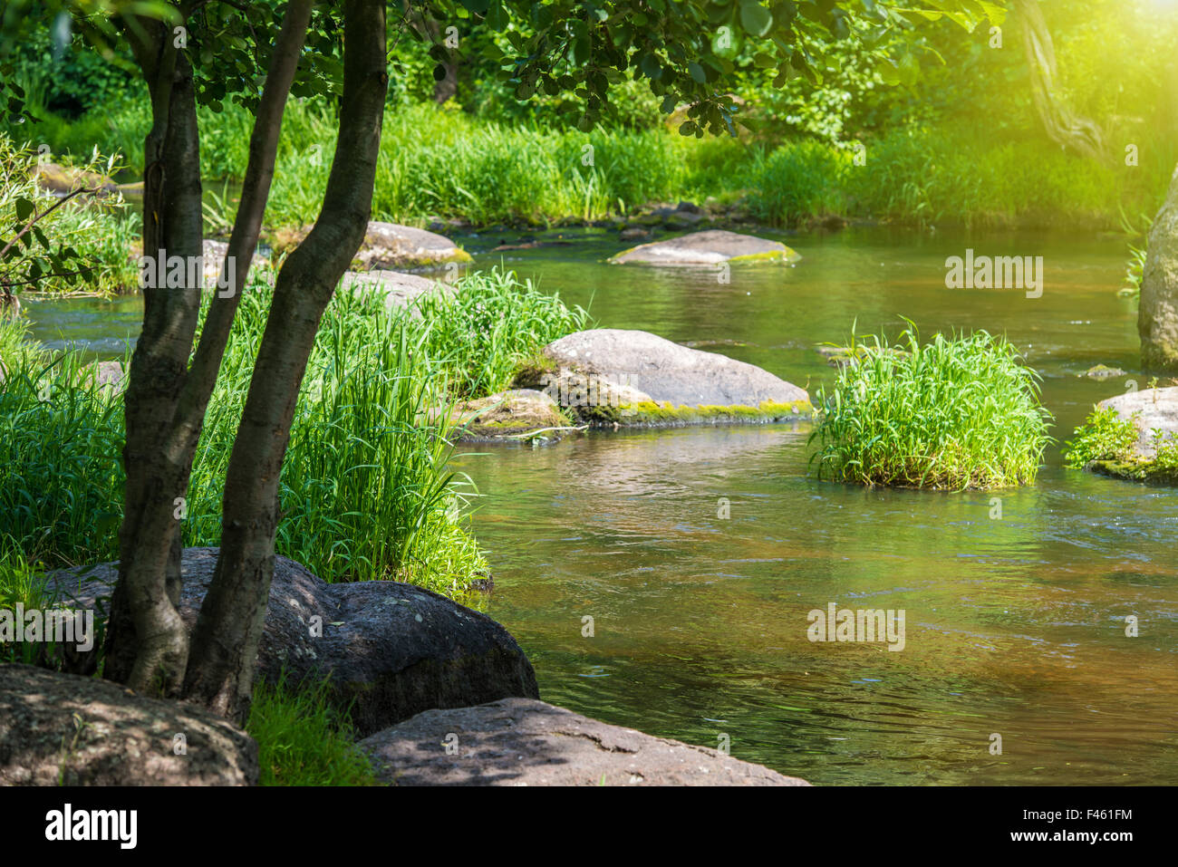 Stream in the tropical forest Stock Photo - Alamy