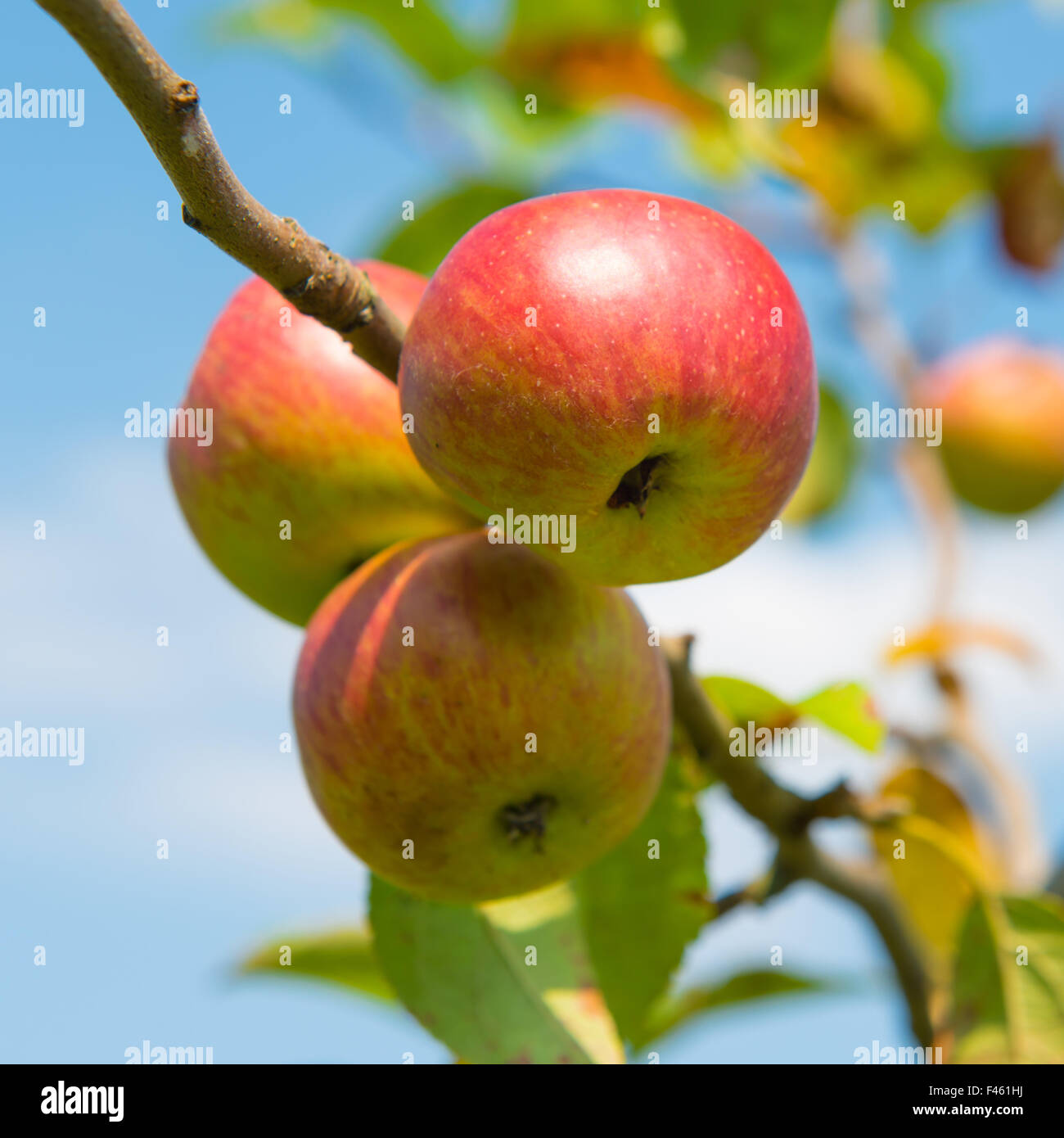 Juicy and red hi-res stock photography and images - Alamy