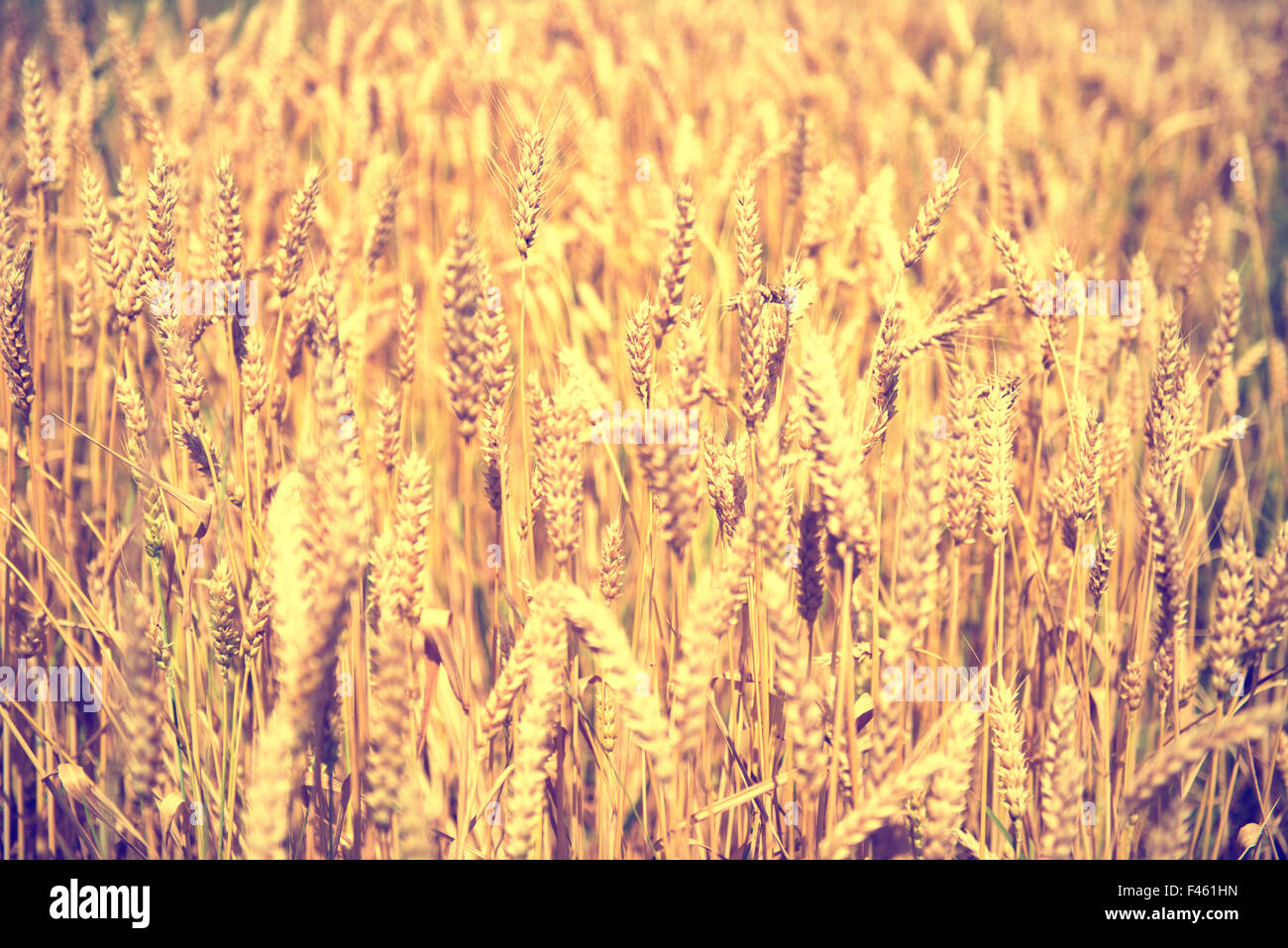Field of wheat Stock Photo - Alamy