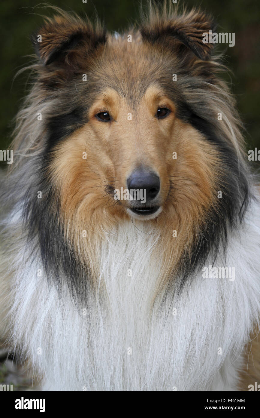 Collie portrat hi-res stock photography and images - Alamy