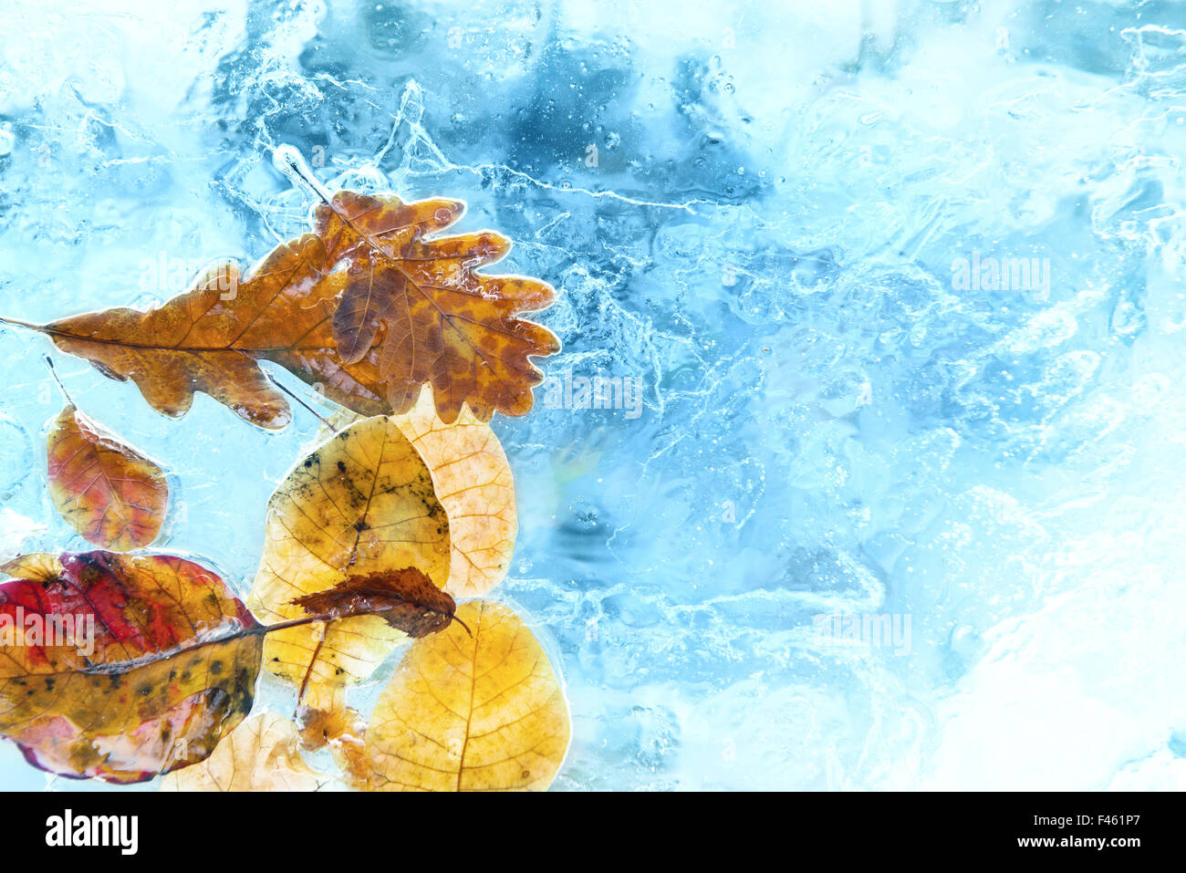 Fallen autumn leaves in the blue ice Stock Photo - Alamy