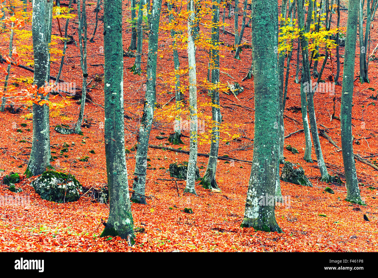 Beautiful autumn forest Stock Photo - Alamy