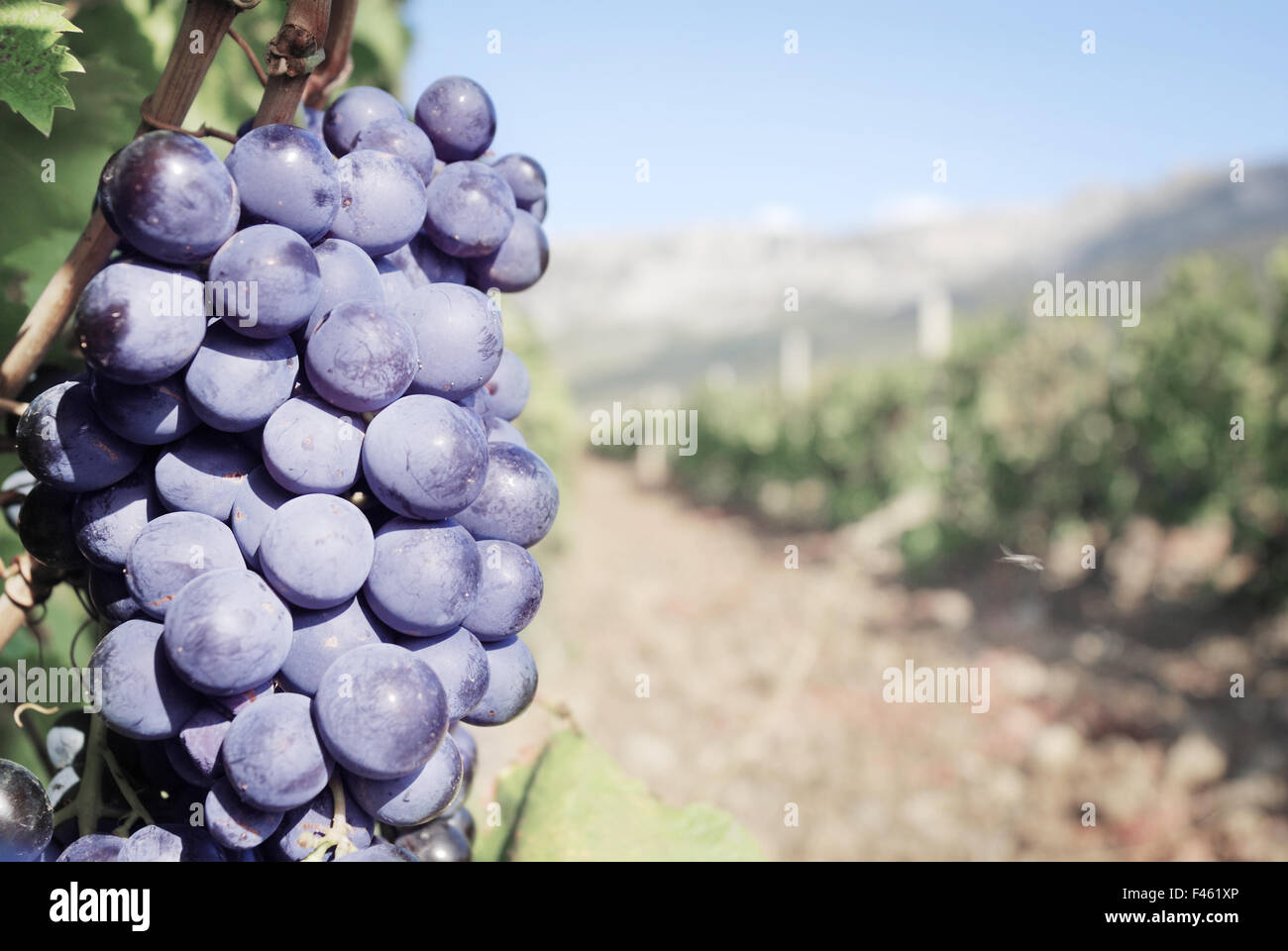 Sweet and tasty blue grape bunch Stock Photo - Alamy