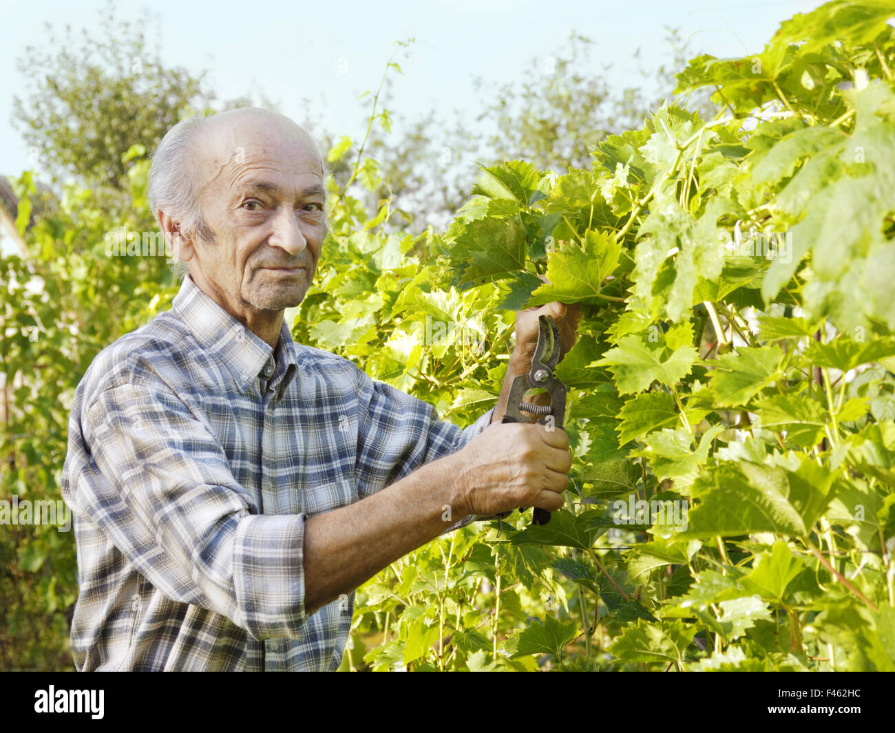 Senior man cutting vine Stock Photo - Alamy