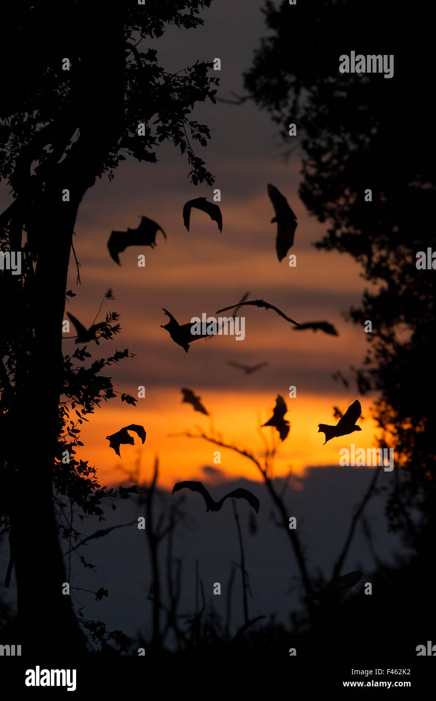 Straw-coloured fruit bats (Eidolon helvum) returning to daytime roost ...