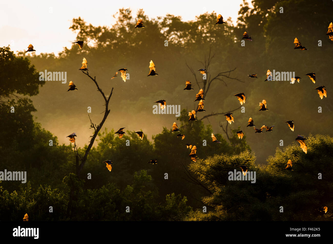 Straw-coloured fruit bats (Eidolon helvum) returning to daytime roost ...