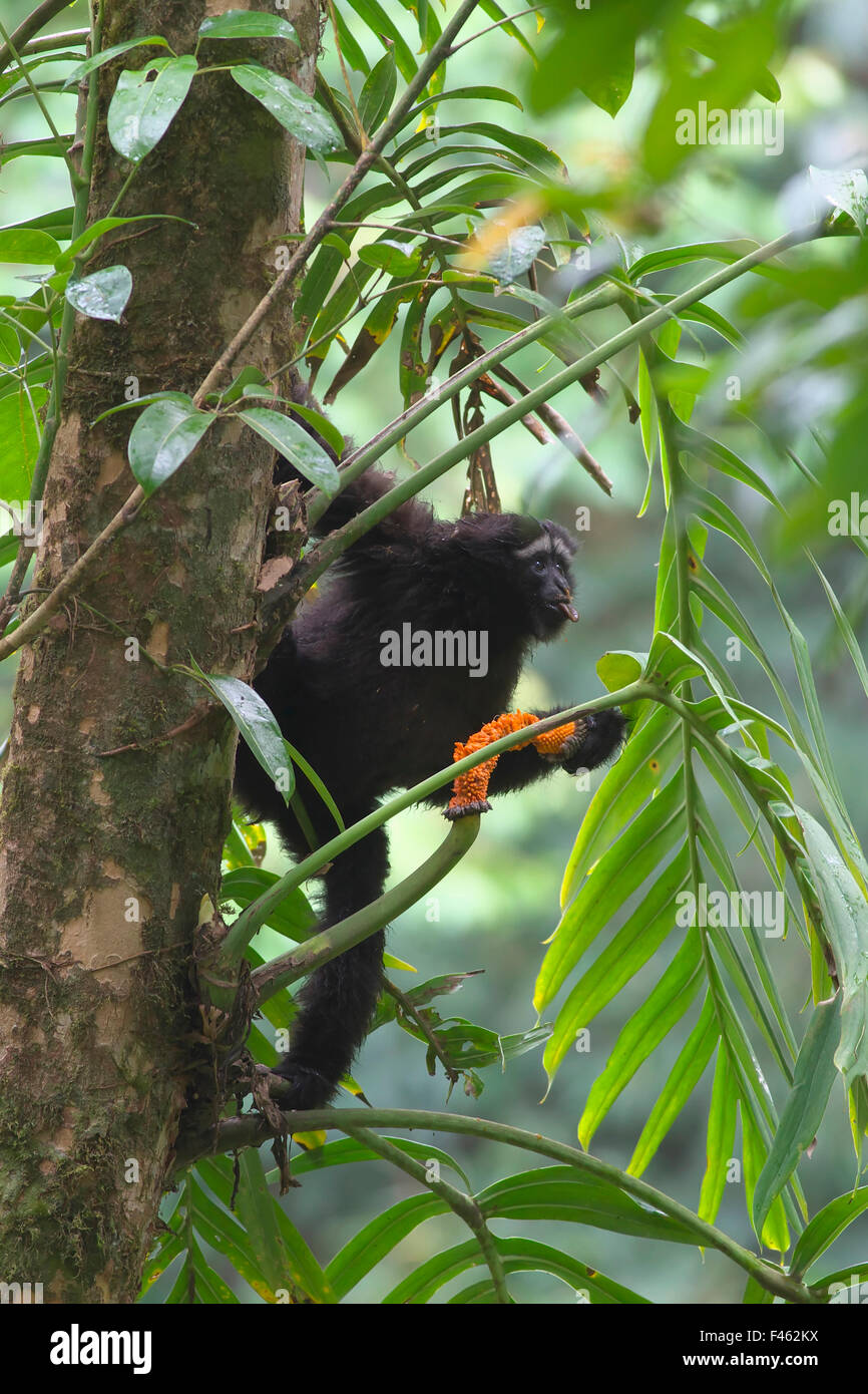 Hoolock leuconedys china hi-res stock photography and images - Alamy