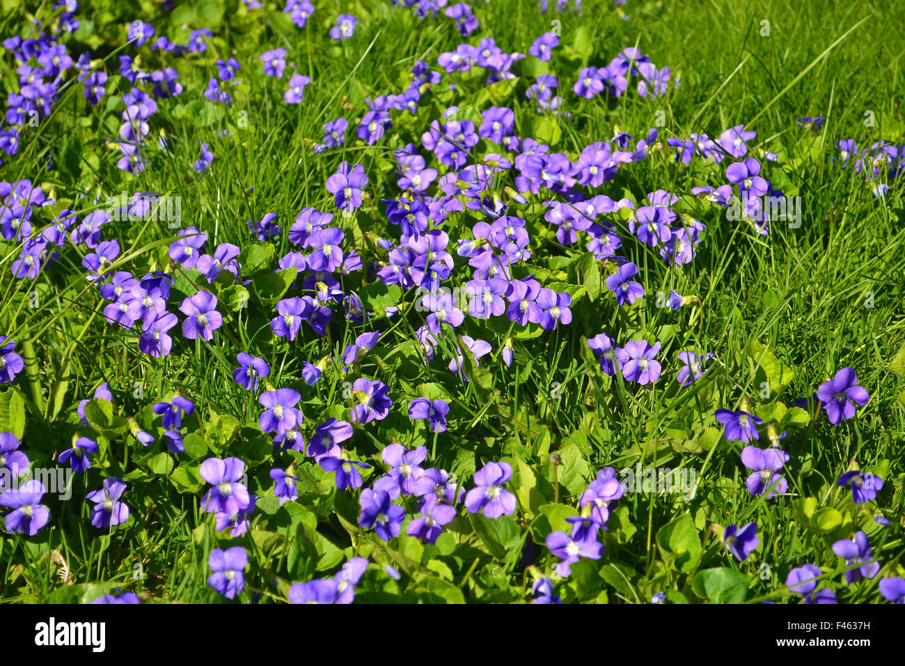 Violets in the field Stock Photo - Alamy