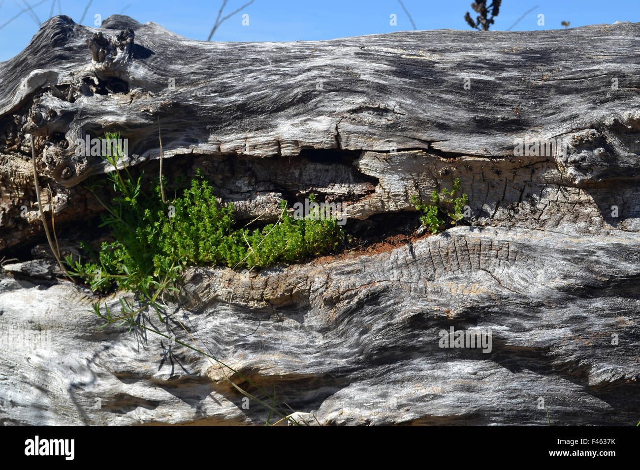 Life in tree hi-res stock photography and images - Alamy
