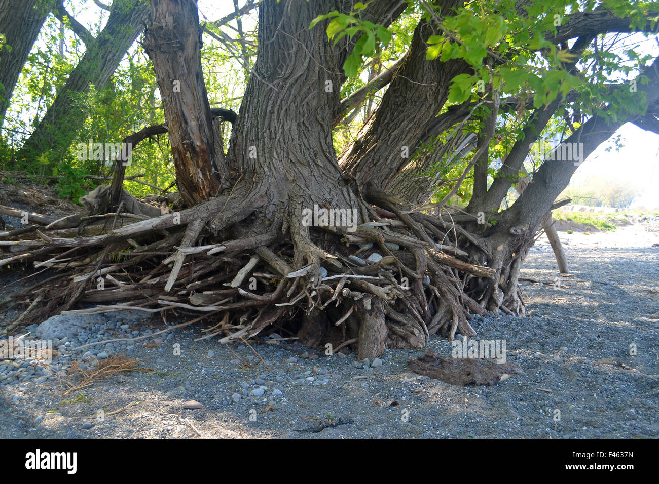 The roods of a tree Stock Photo - Alamy