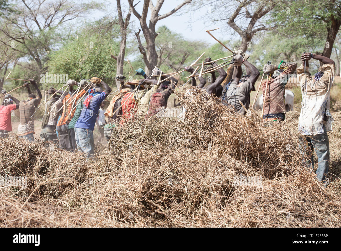 Peanut pickers hi-res stock photography and images - Alamy