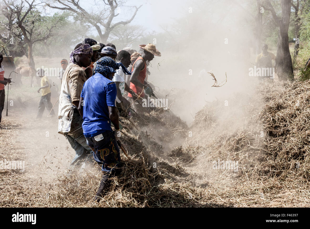Peanut pickers hi-res stock photography and images - Alamy