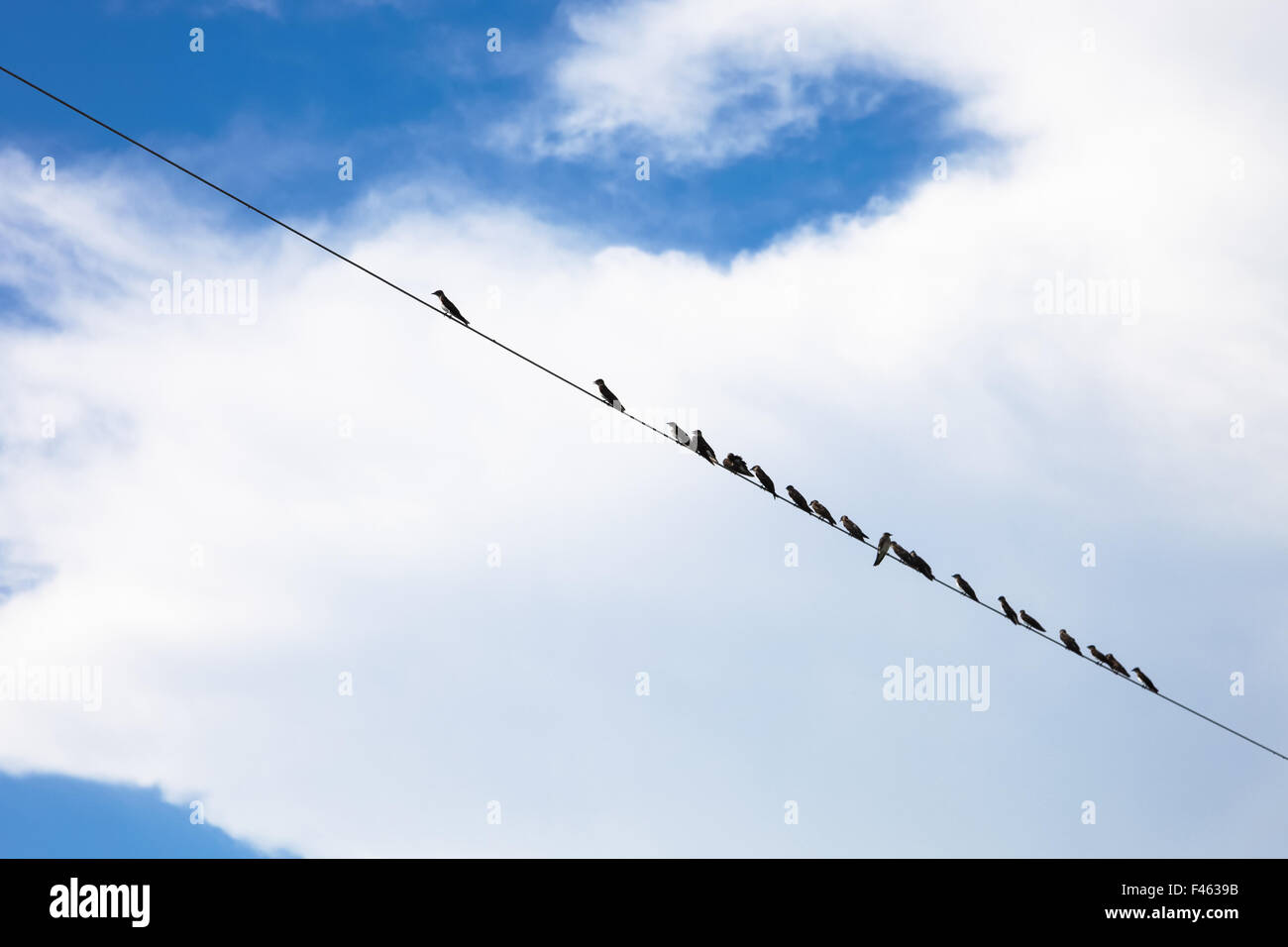 Birds on a wire Stock Photo - Alamy