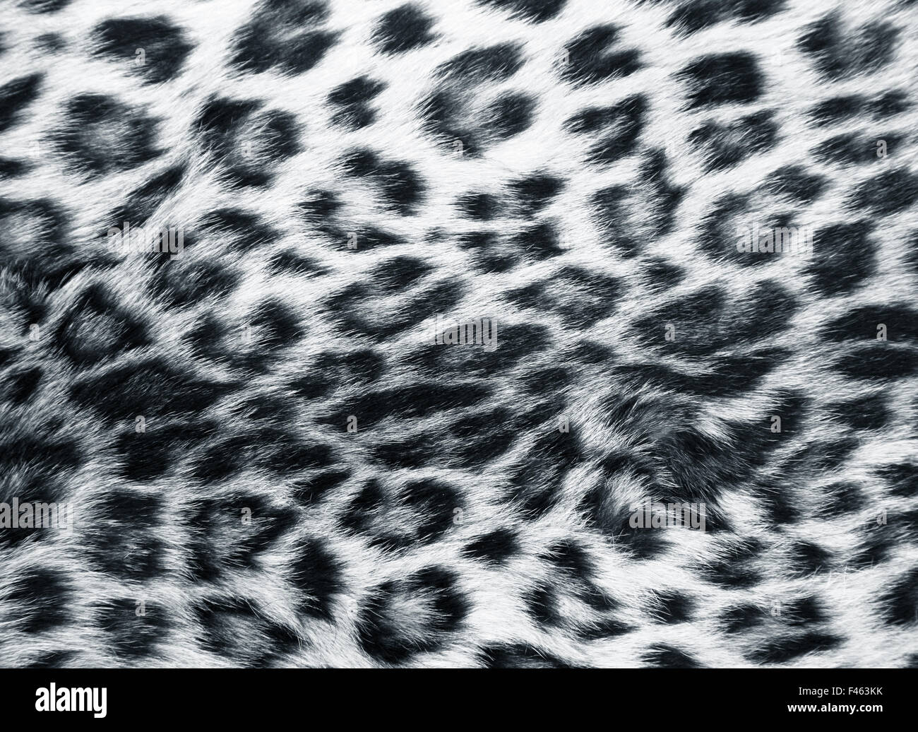 Skin of the leopard Stock Photo - Alamy