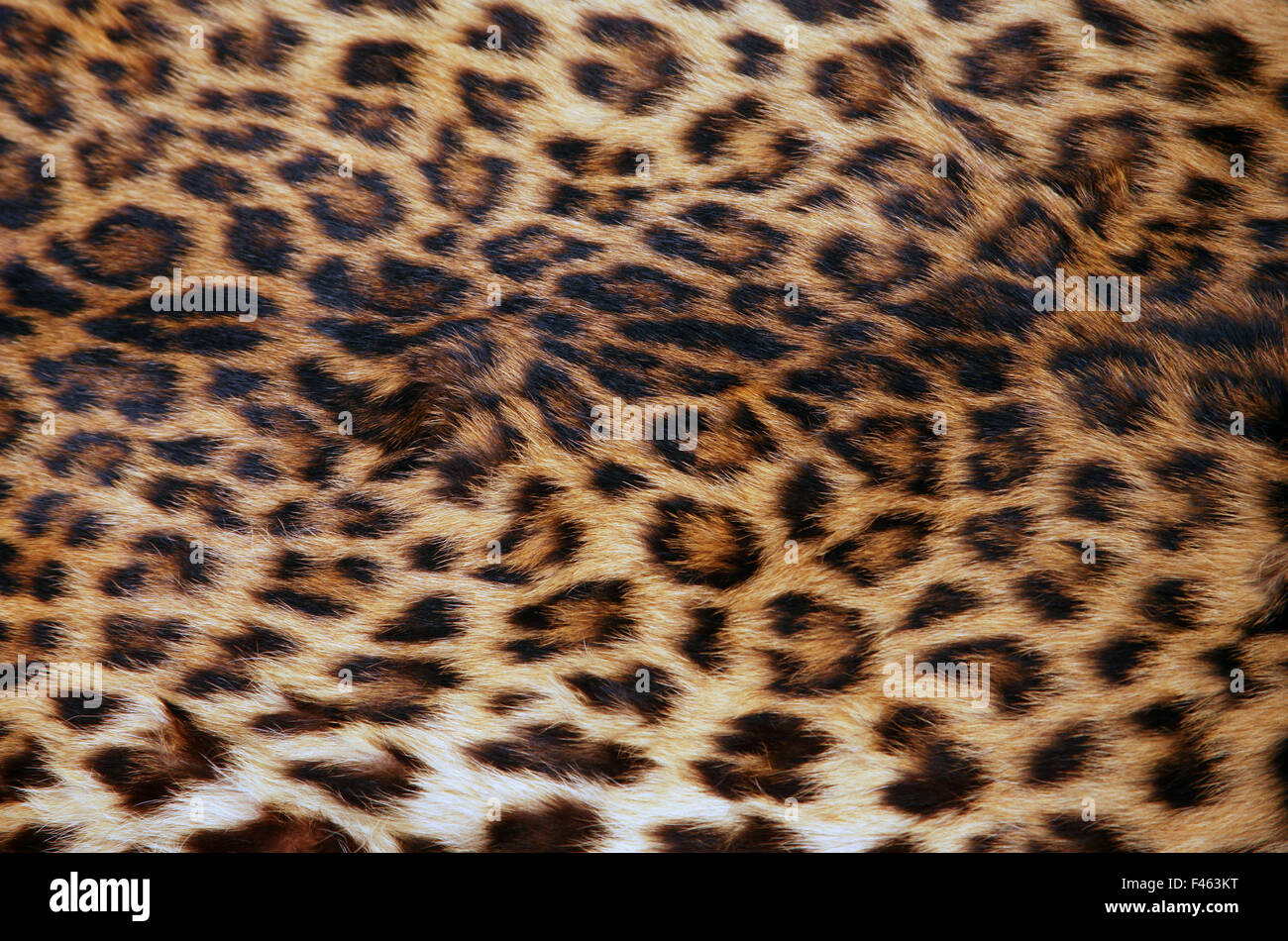 Skin of the leopard Stock Photo - Alamy