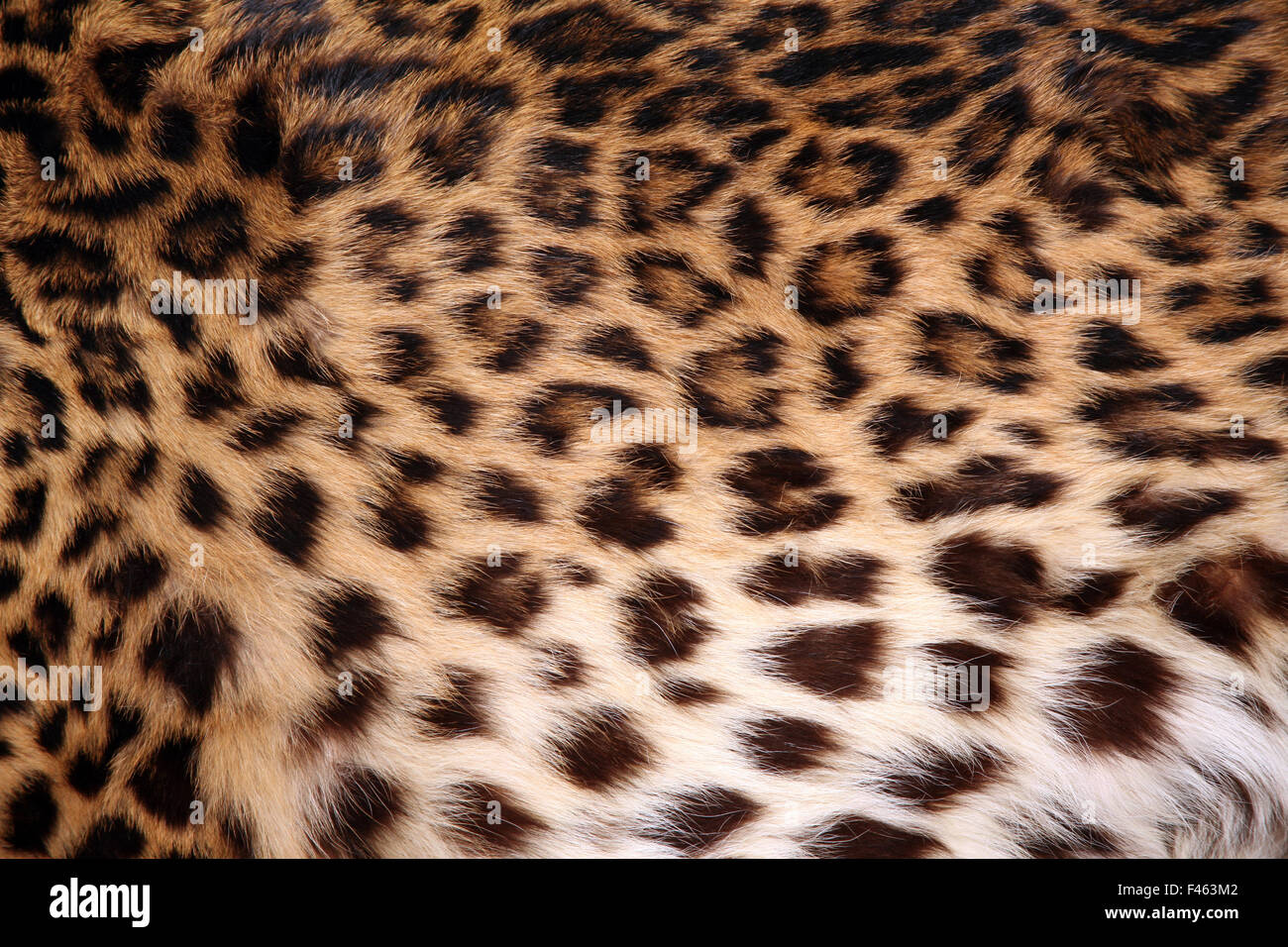 Skin of the leopard Stock Photo - Alamy