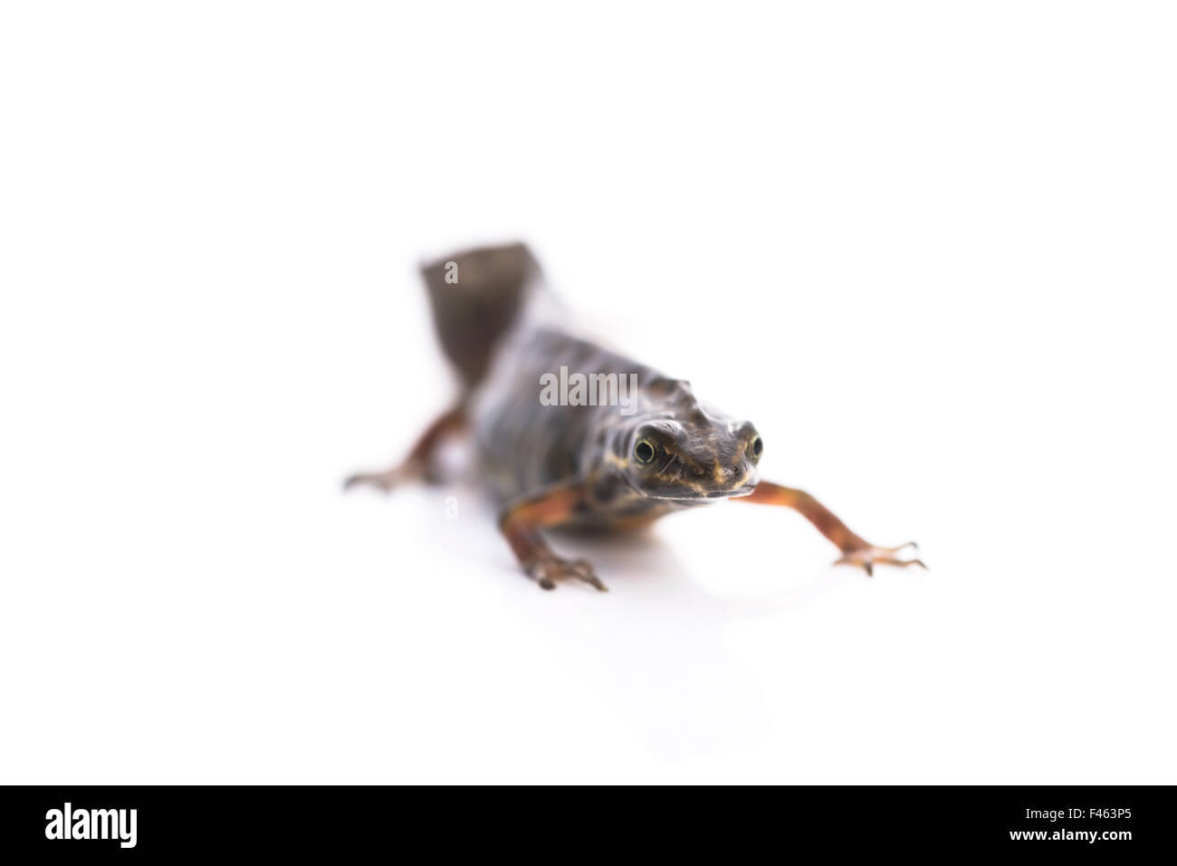 Smooth newt on white background Stock Photo - Alamy