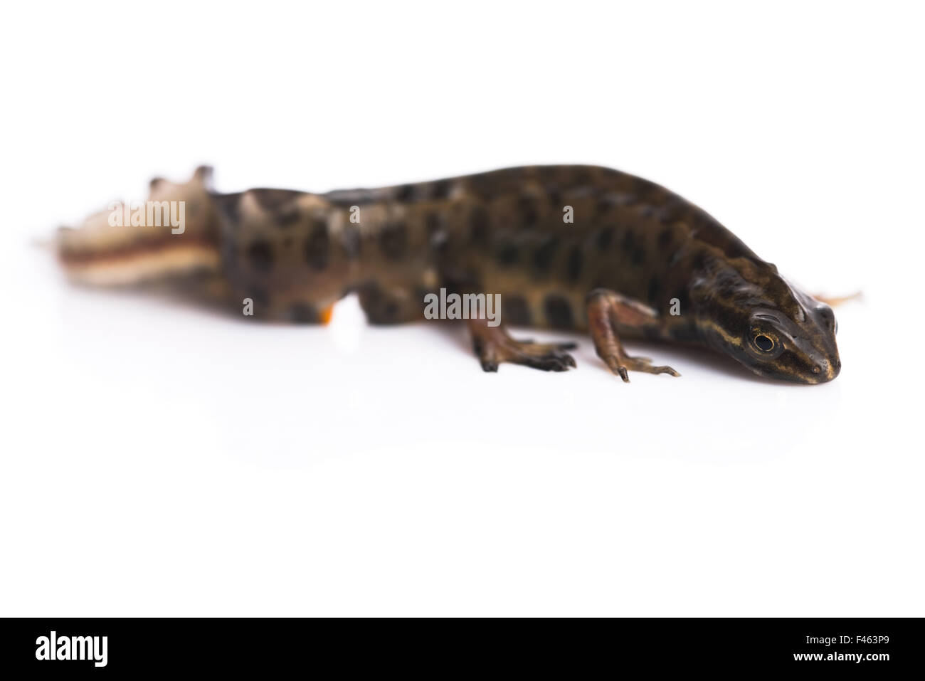 Smooth newt on white background Stock Photo - Alamy