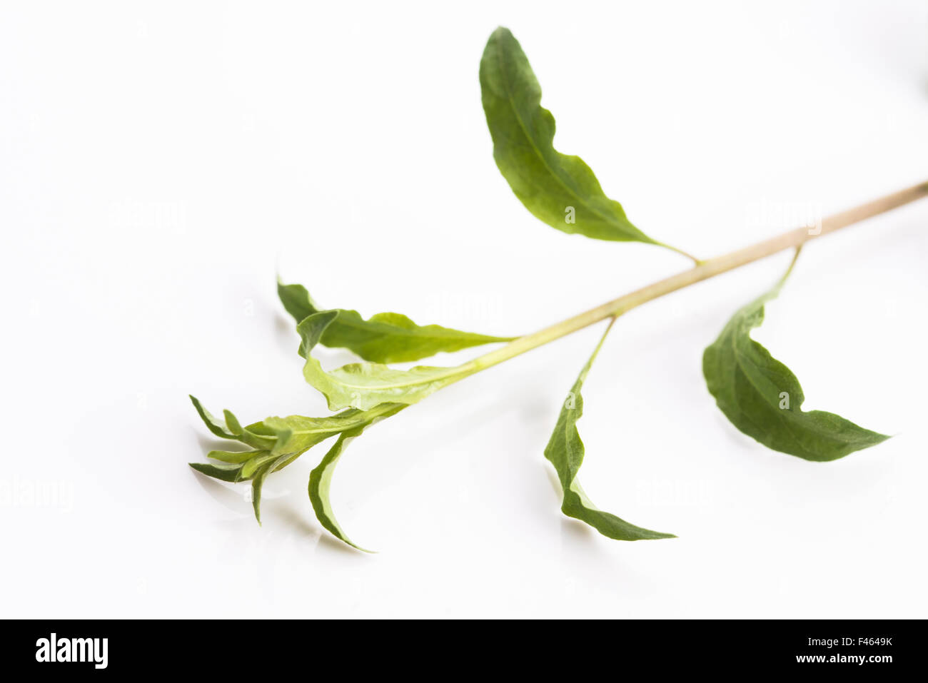 Goji leaf isolated on white background Stock Photo - Alamy