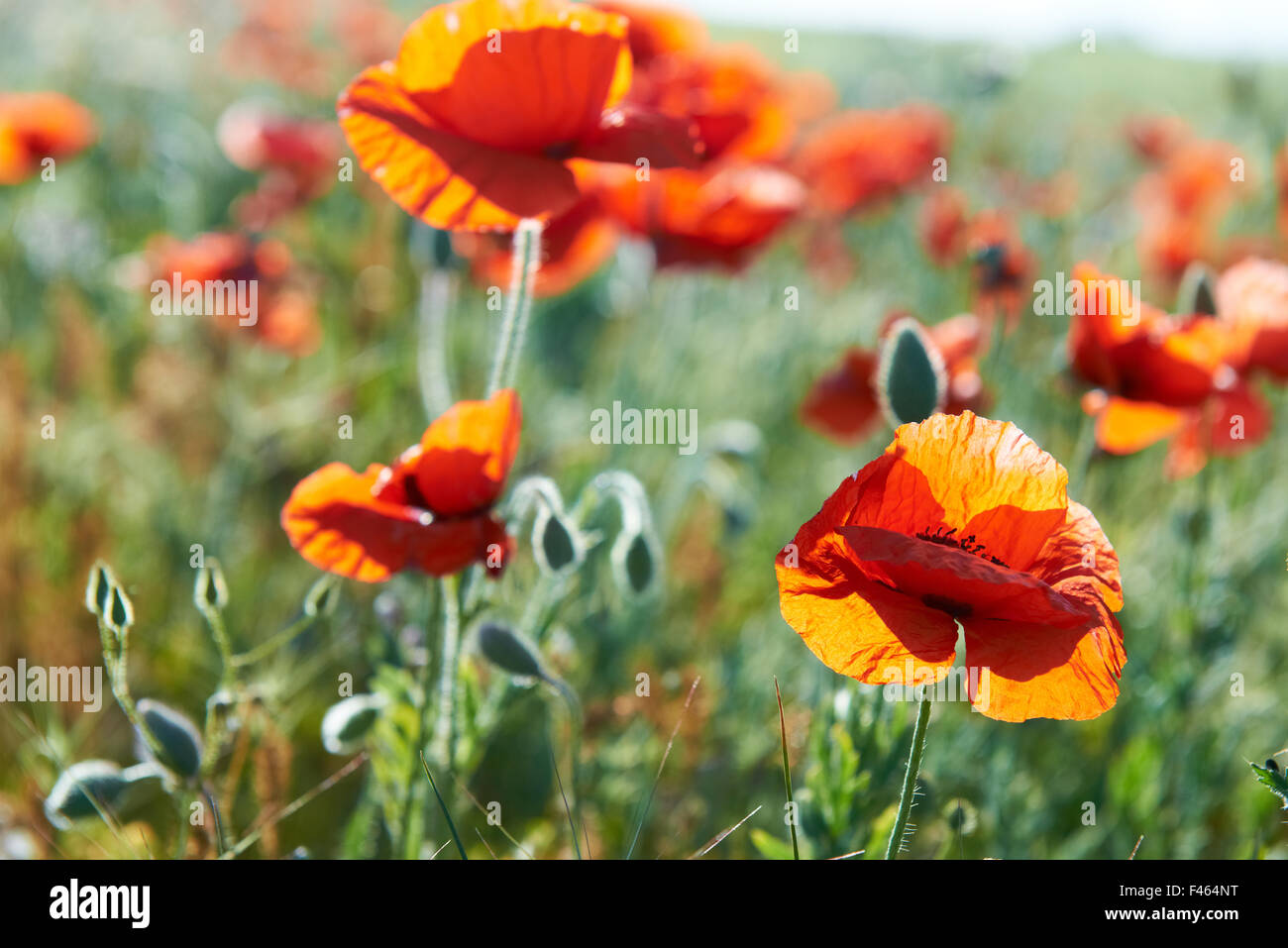 Beautiful red flowers hi-res stock photography and images - Alamy