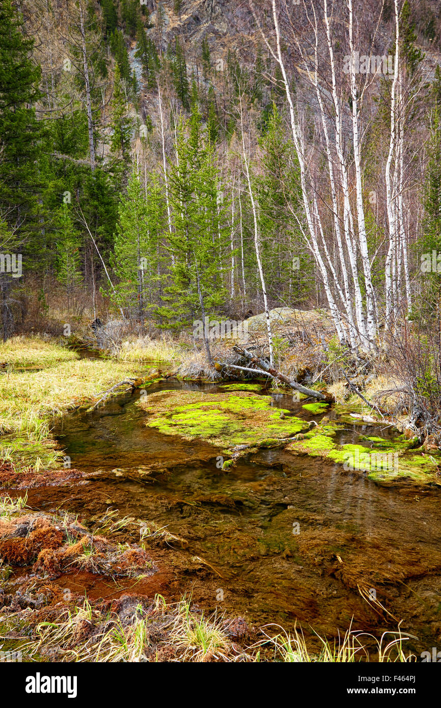 Swampy stream in Altay Taiga Stock Photo - Alamy