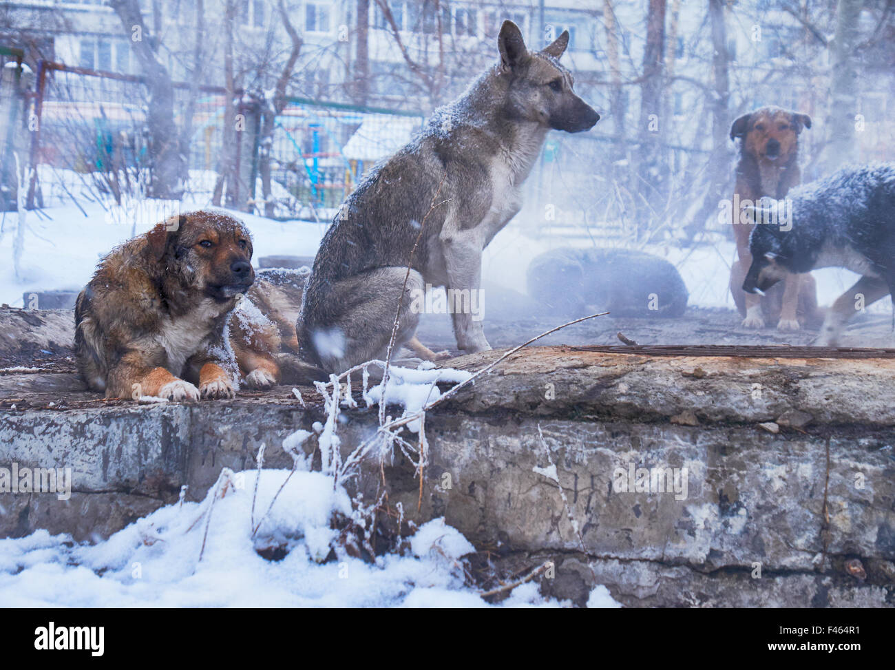 Homeless in snow hi-res stock photography and images - Alamy