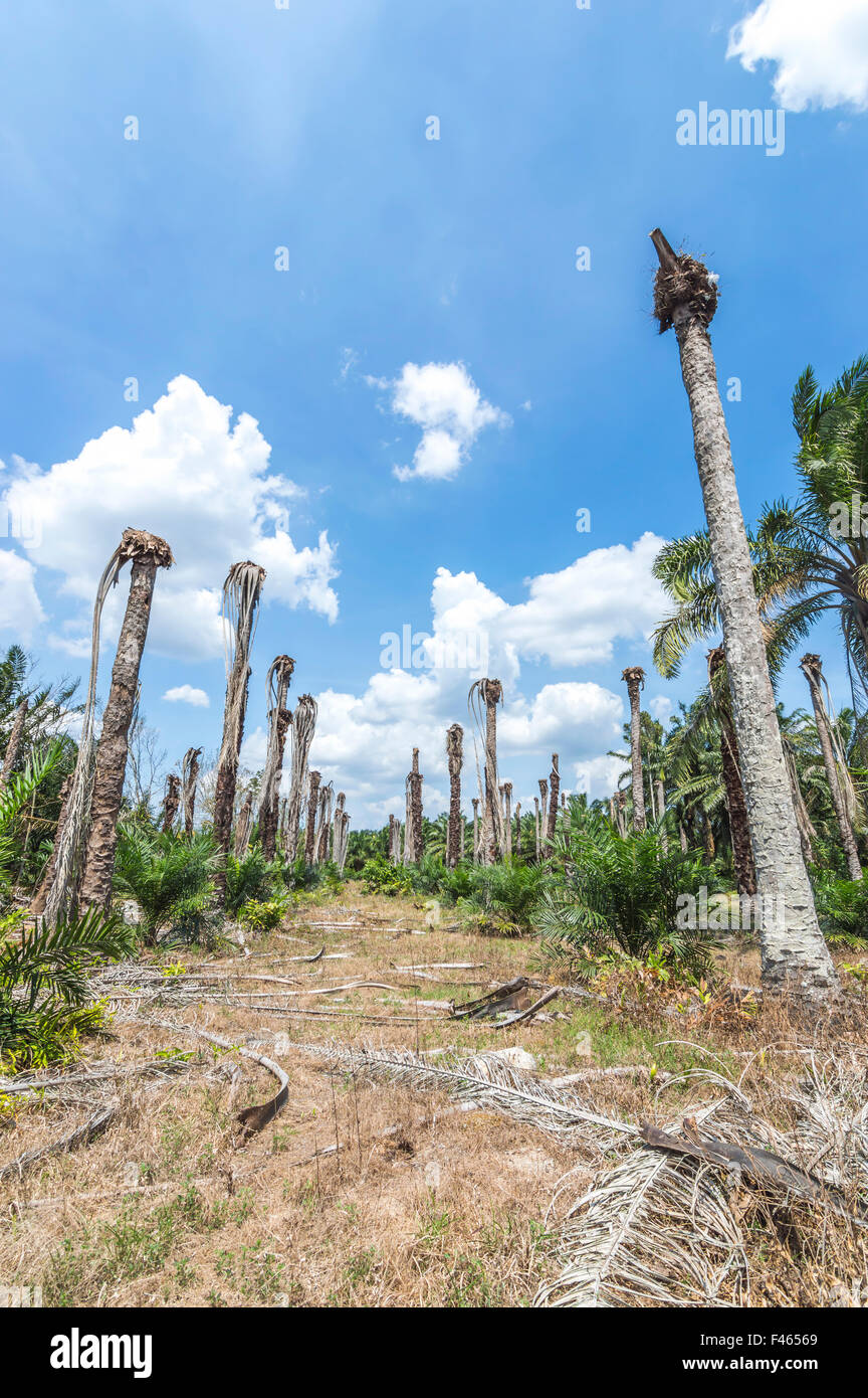 Replanting oil plam at estate plantation Stock Photo - Alamy