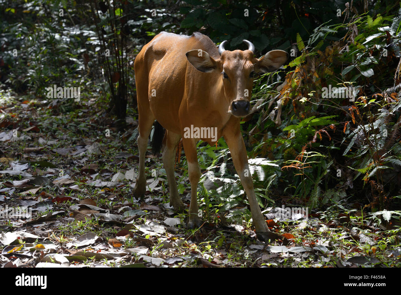 Banteng (Bos javanicus birmanicus) Taman Negara , Malaysia Stock Photo ...