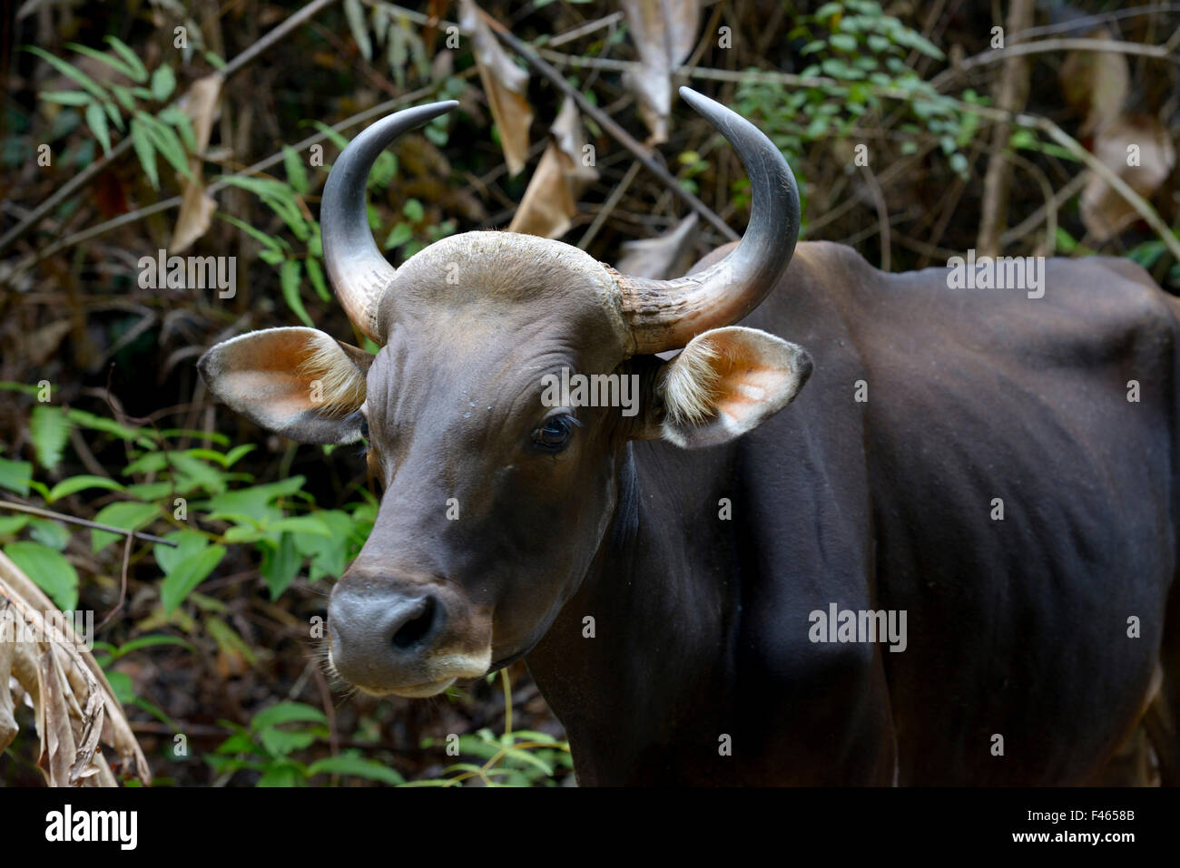 Banteng (Bos javanicus birmanicus) Taman Negara , Malaysia Stock Photo ...