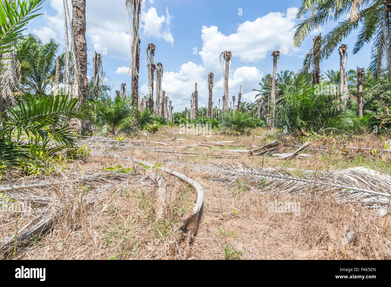 Replanting oil plam at estate plantation Stock Photo - Alamy