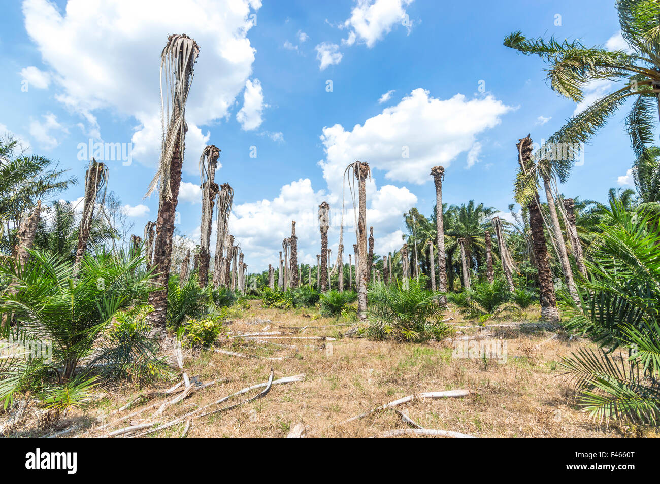 Replanting oil plam at estate plantation Stock Photo - Alamy