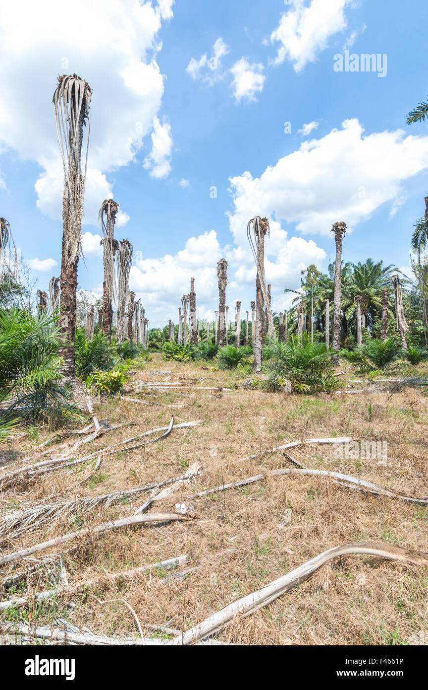Replanting oil plam at estate plantation Stock Photo - Alamy