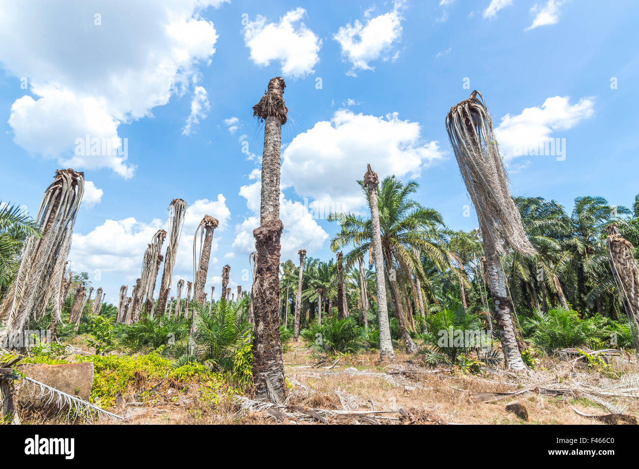 Replanting oil plam at estate plantation Stock Photo - Alamy