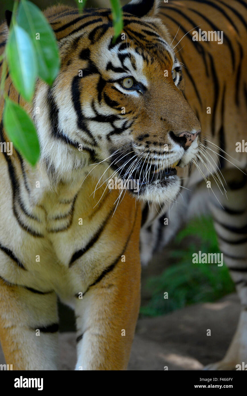 Tiger felis tigris hi-res stock photography and images - Alamy