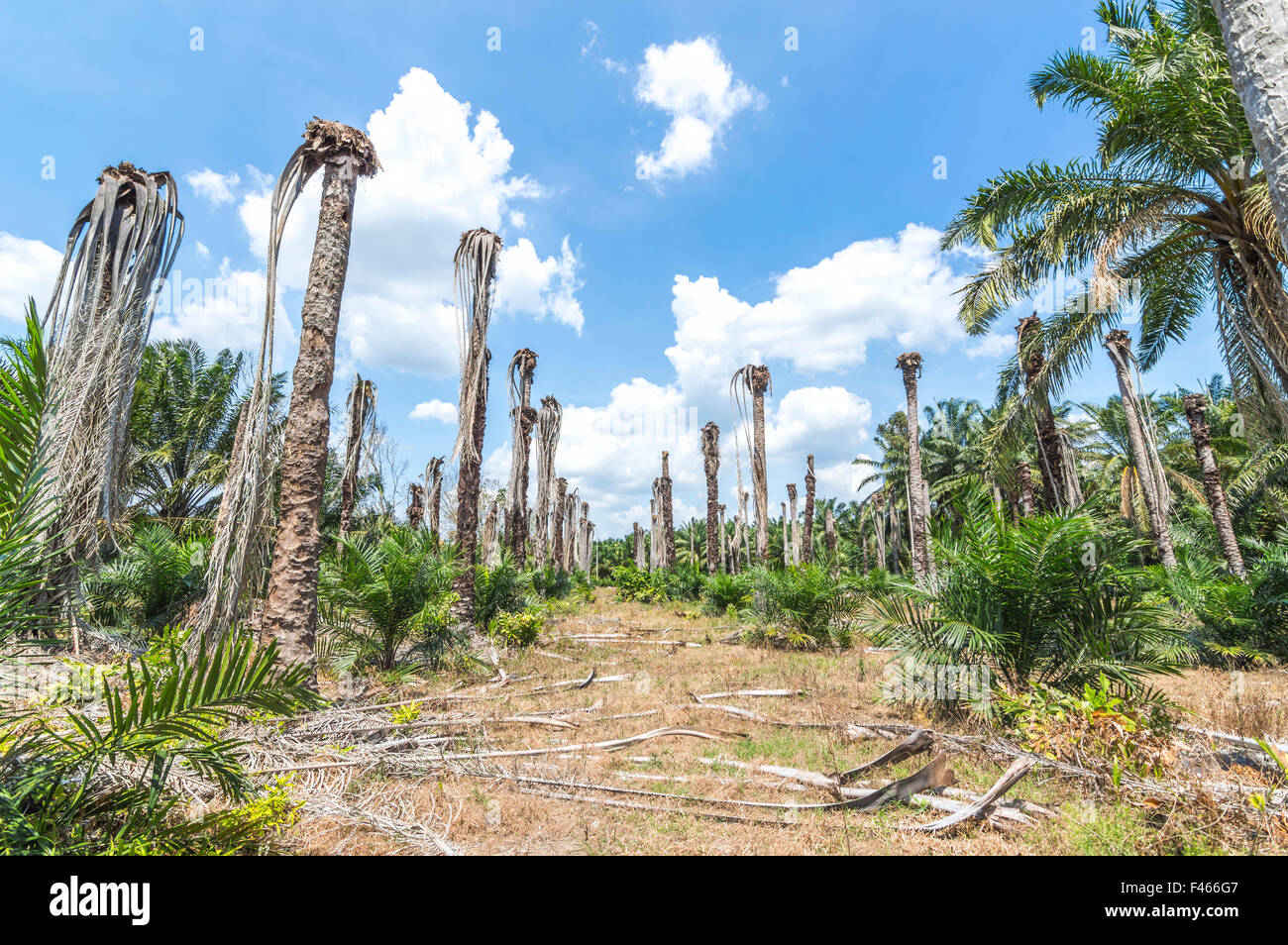 Replanting oil plam at estate plantation Stock Photo - Alamy