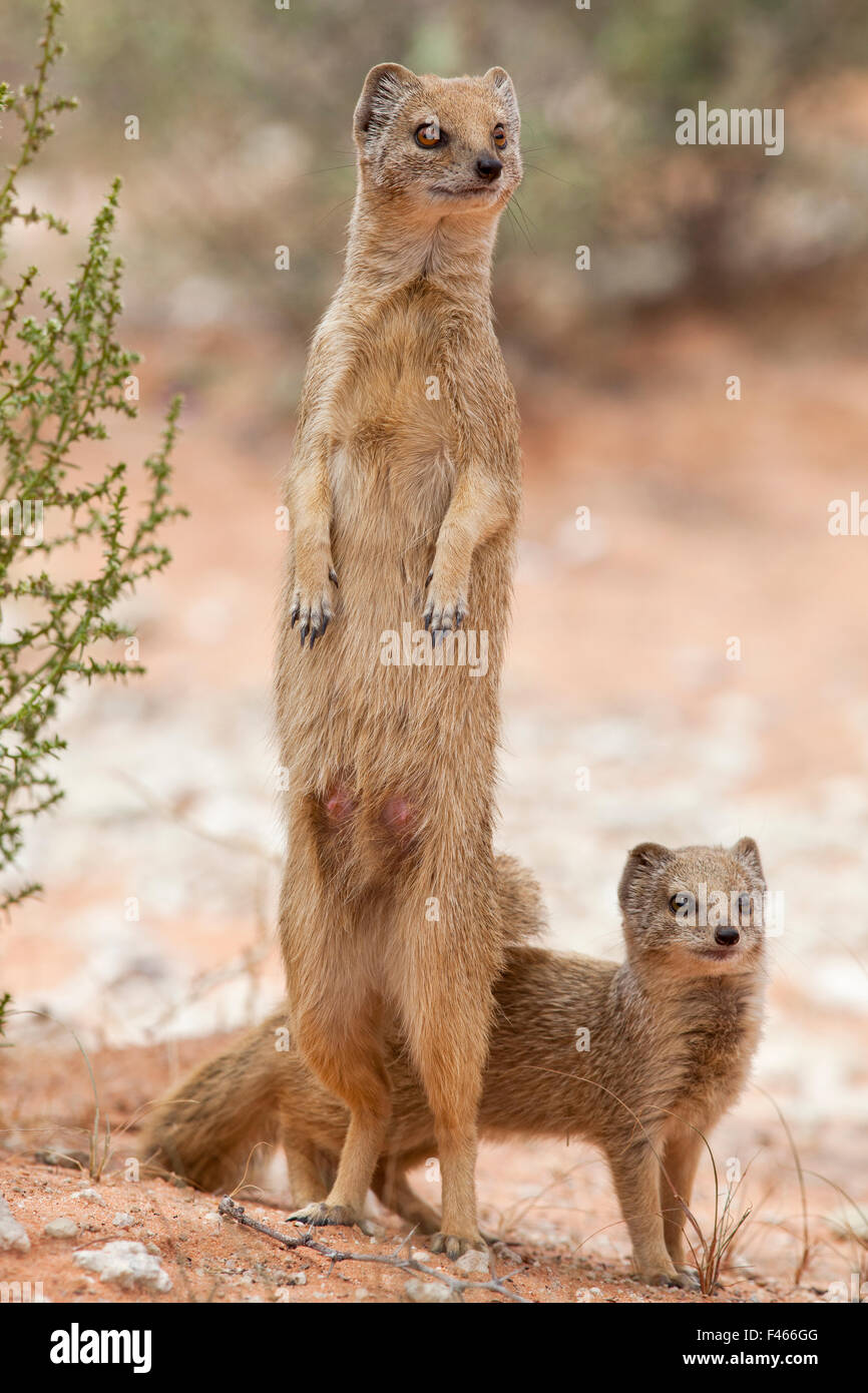 Yellow mongoose (Cynictis penicillata) standing on hind legs with young ...