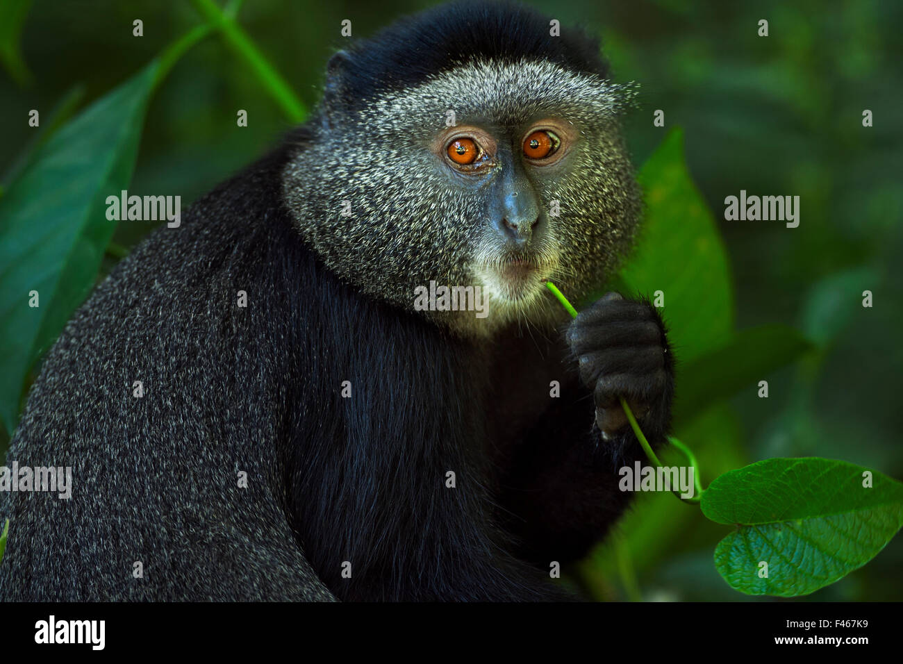 Sykes monkey cercopithecus mitis hi-res stock photography and images ...