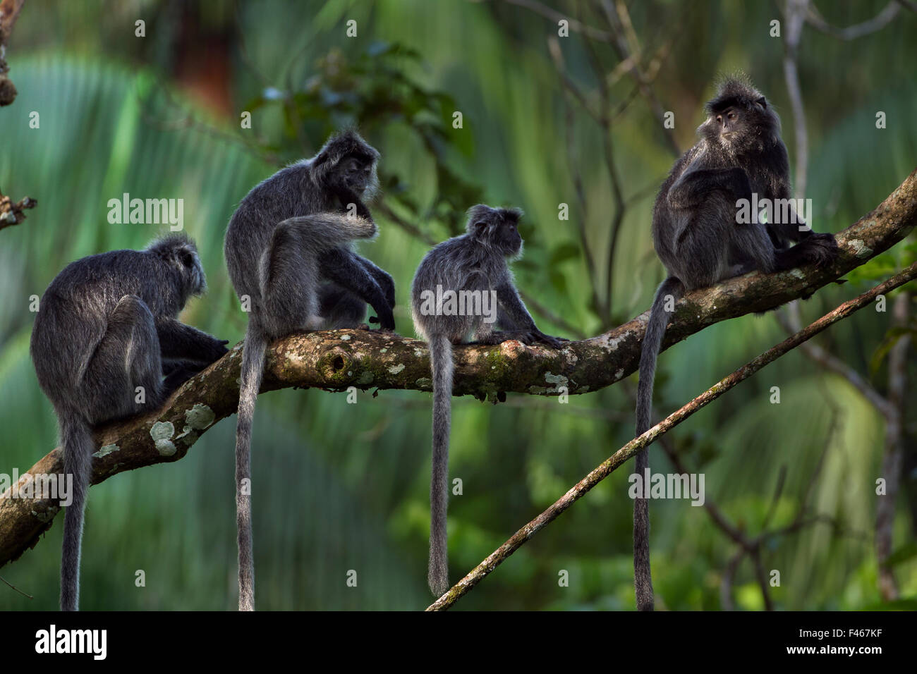 Silvered / silver-leaf langur (Trachypithecus cristatus) group sitting ...