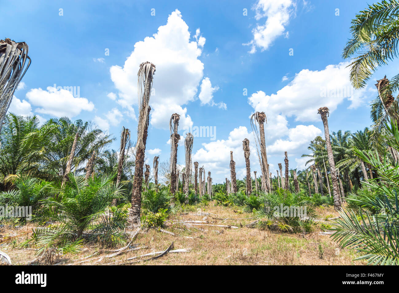 Replanting oil plam at estate plantation Stock Photo - Alamy