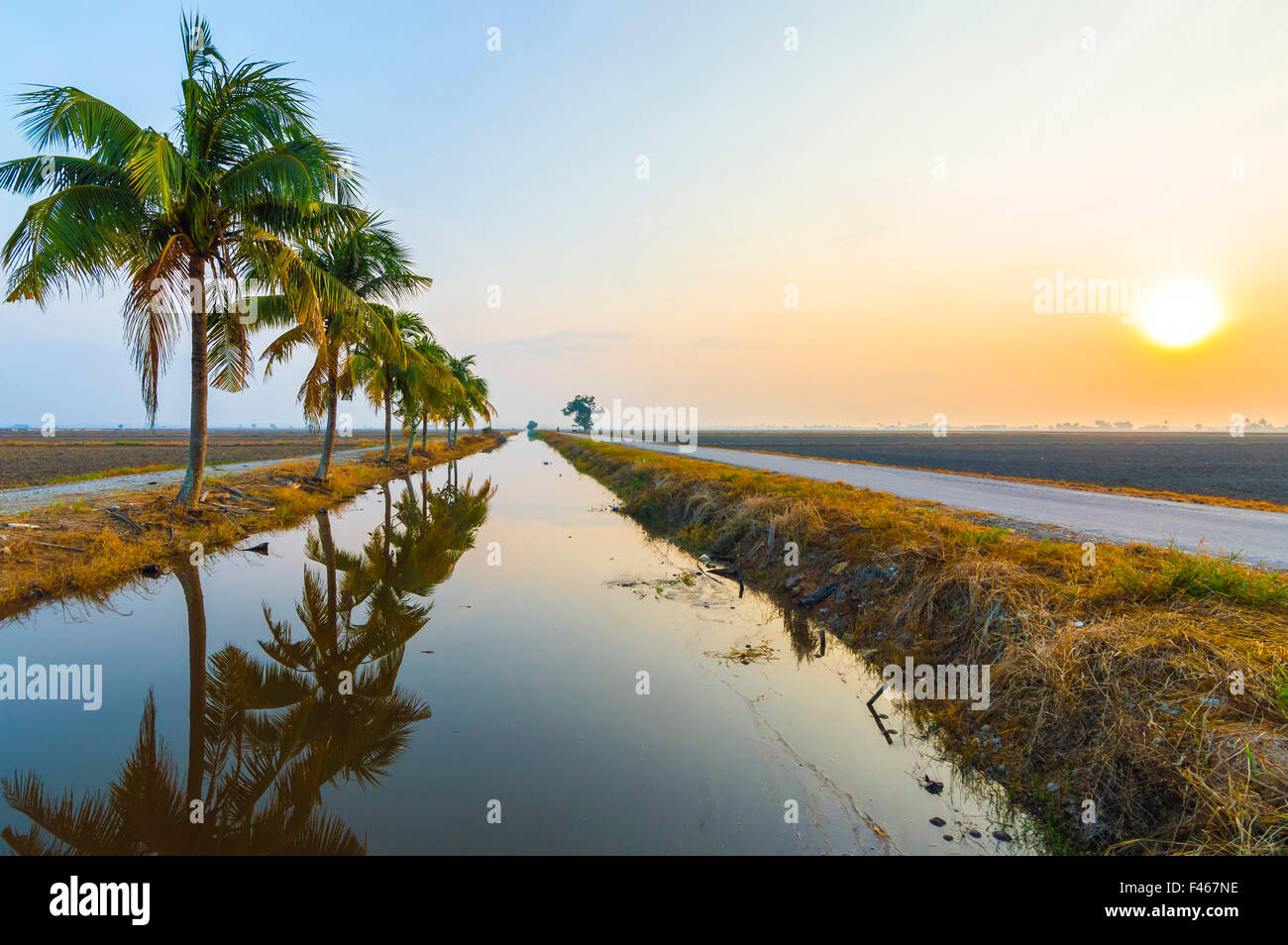 Coconut tree with sunrise background at the empty field Stock Photo - Alamy