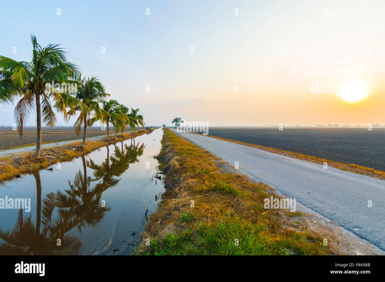 Coconut tree with sunrise background at the empty field Stock Photo - Alamy