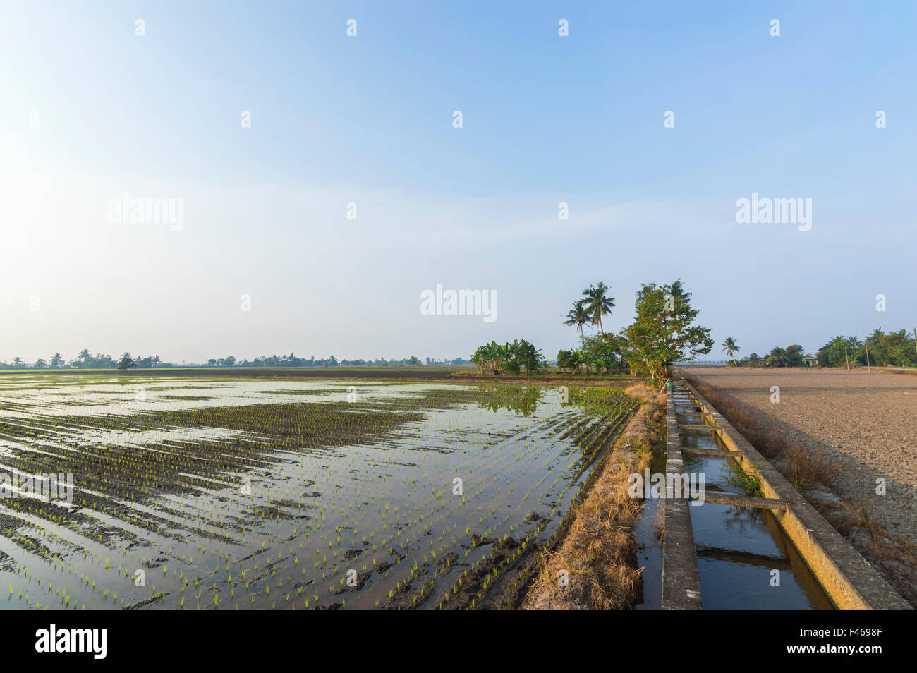 Irrigation water at paddy field with blue skies Stock Photo - Alamy