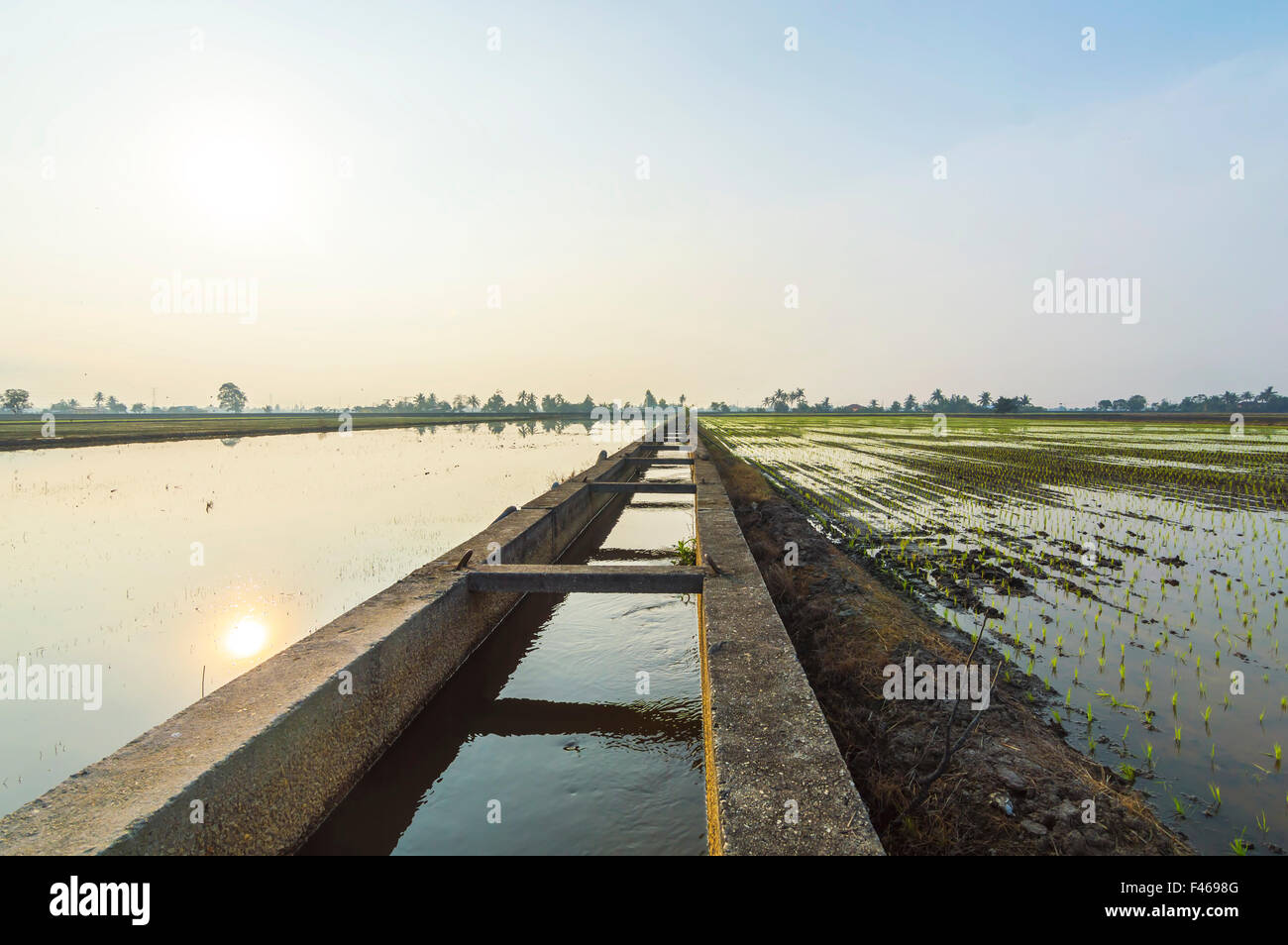 Irrigation water at paddy field with sunrise background Stock Photo - Alamy