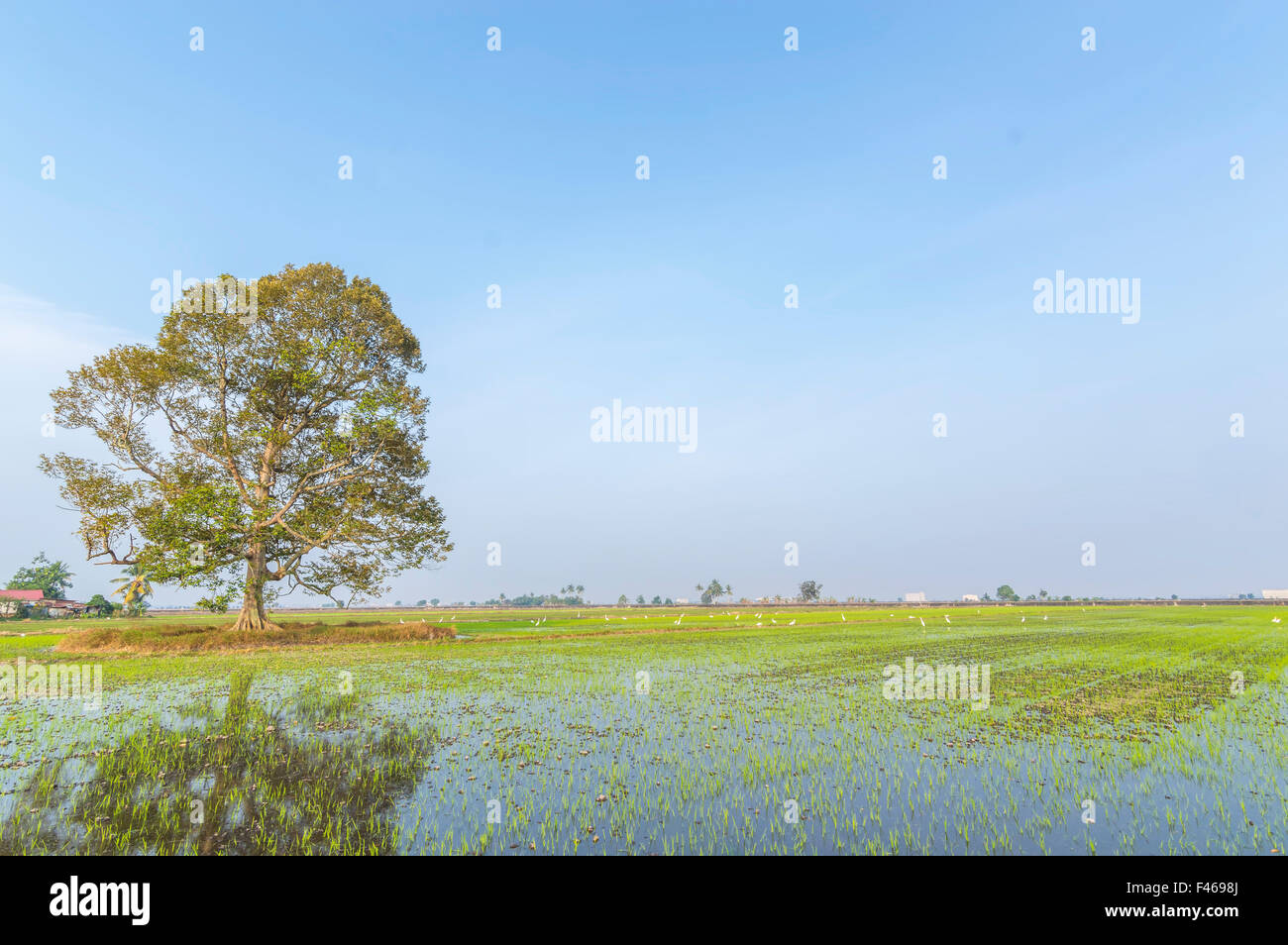 Tree at paddy field with blue skies Stock Photo - Alamy