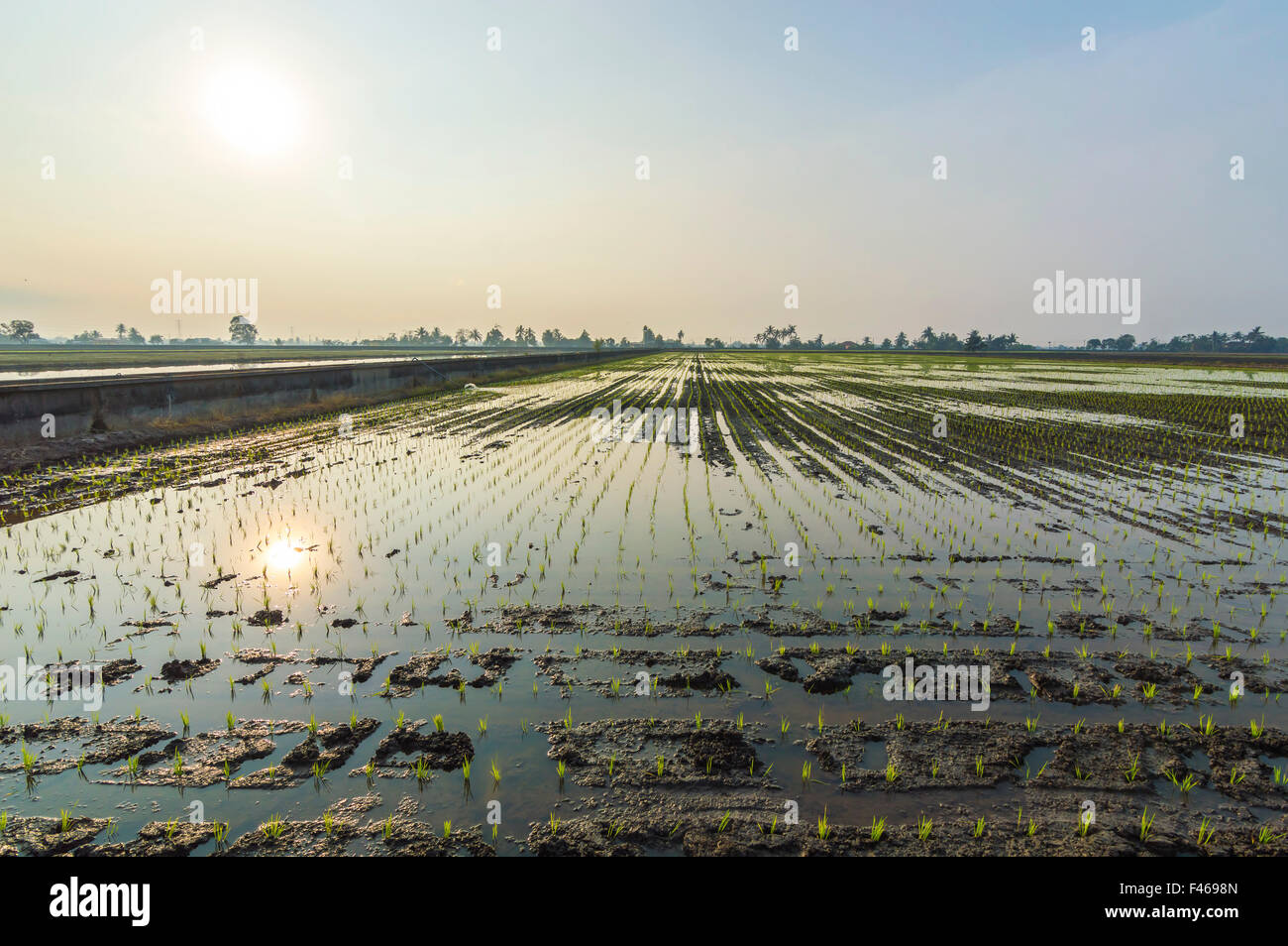 Irrigation water at paddy field with sunrise background Stock Photo - Alamy